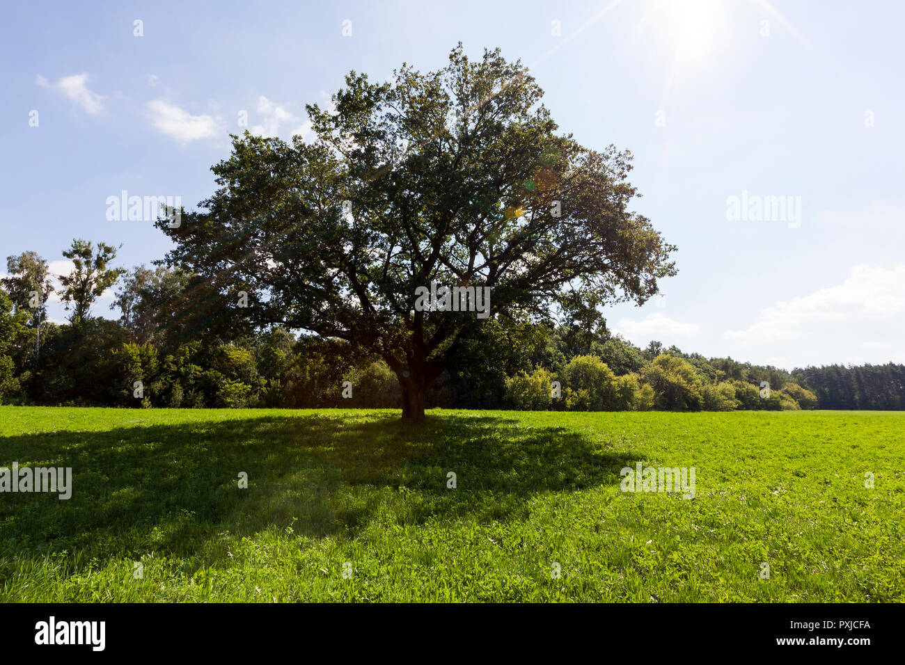 old big oak tree with a green crown growing in summer and illuminated ...