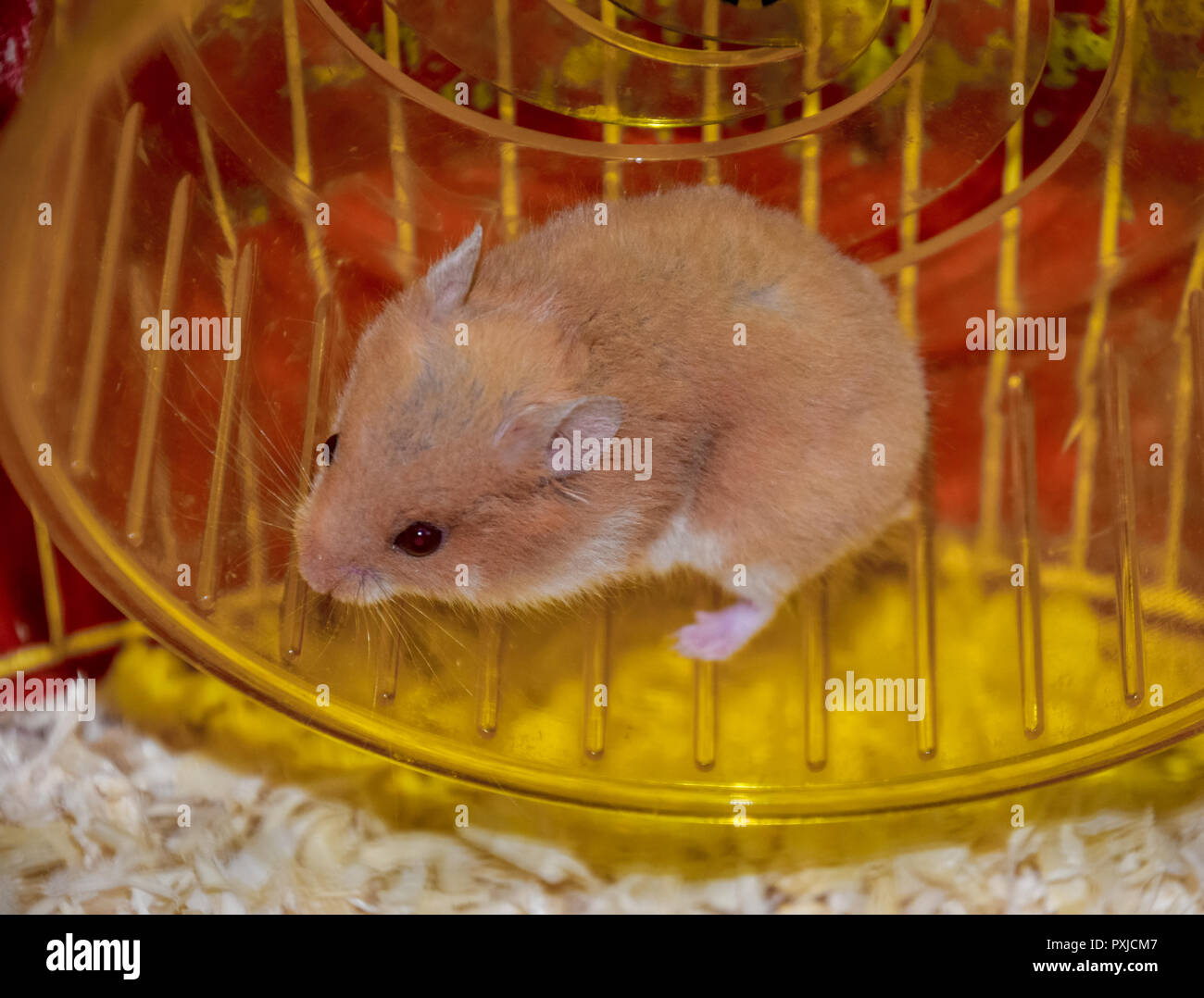Hamster home in keeping in captivity. Hamster running wheel. Red ...