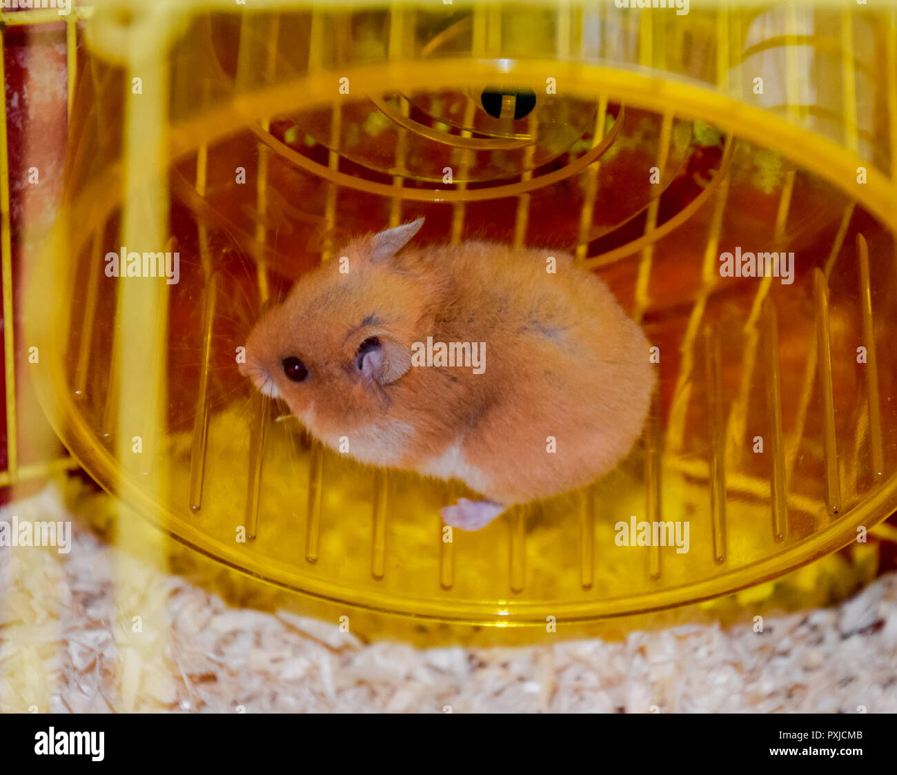 Hamster home in keeping in captivity. Hamster running wheel. Red ...