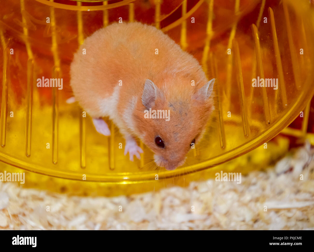Hamster home in keeping in captivity. Hamster running wheel. Red ...