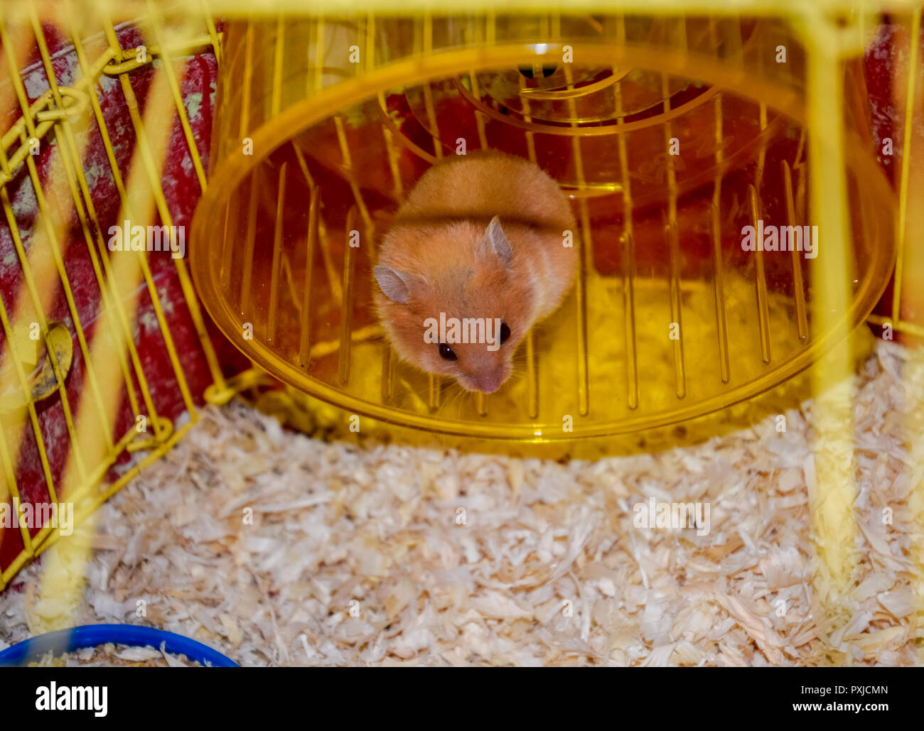 Hamster home in keeping in captivity. Hamster running wheel. Red ...