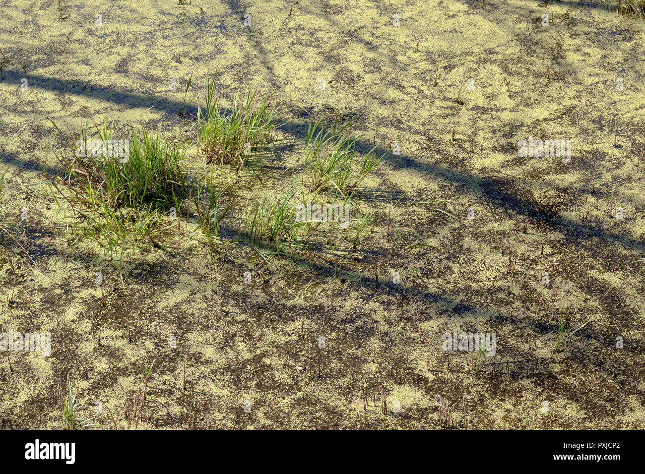 Growing on a dirty swampy trees and grass in sunny weather Stock Photo ...