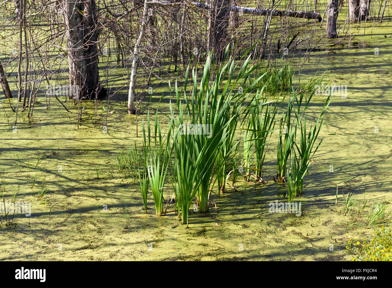 Swampy trees hi-res stock photography and images - Alamy