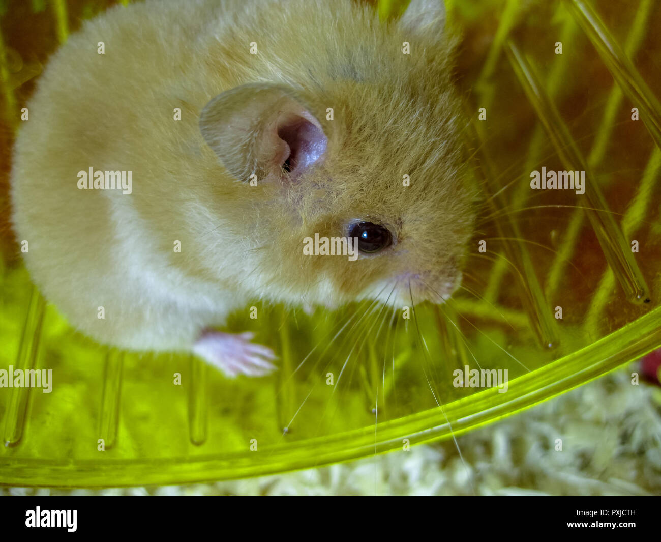 Hamster home in keeping in captivity. Hamster running wheel. Red ...