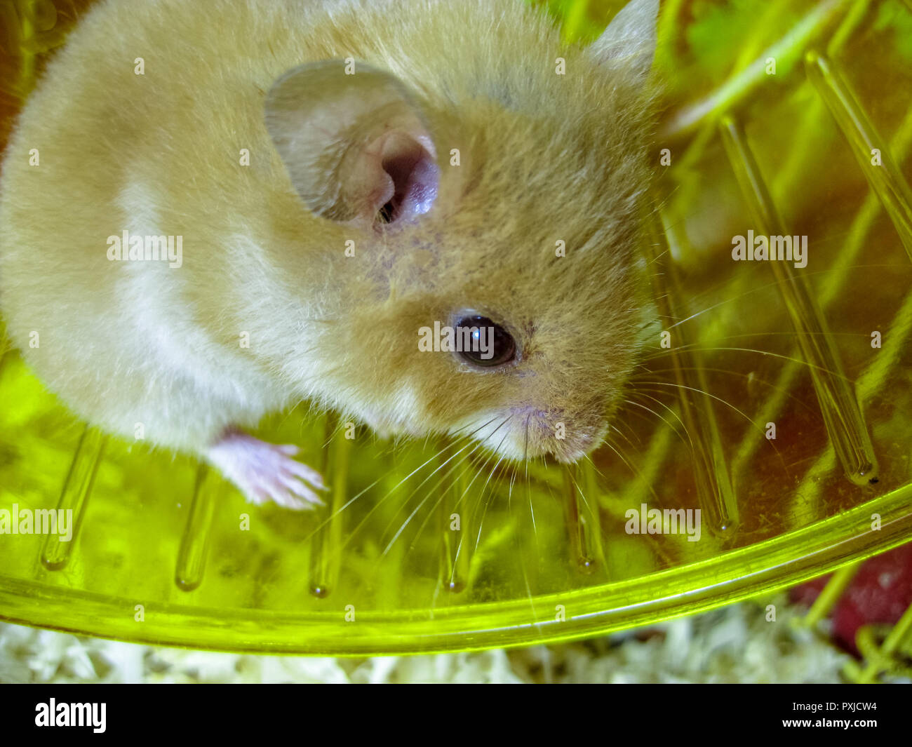 Hamster home in keeping in captivity. Hamster running wheel. Red ...