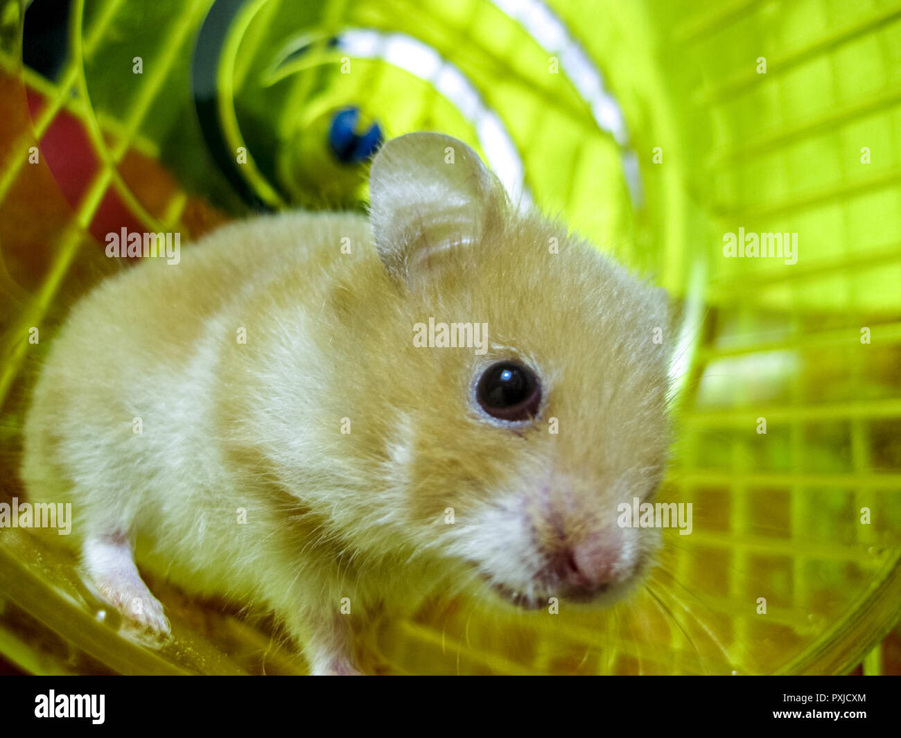 Hamster home in keeping in captivity. Hamster running wheel. Red ...