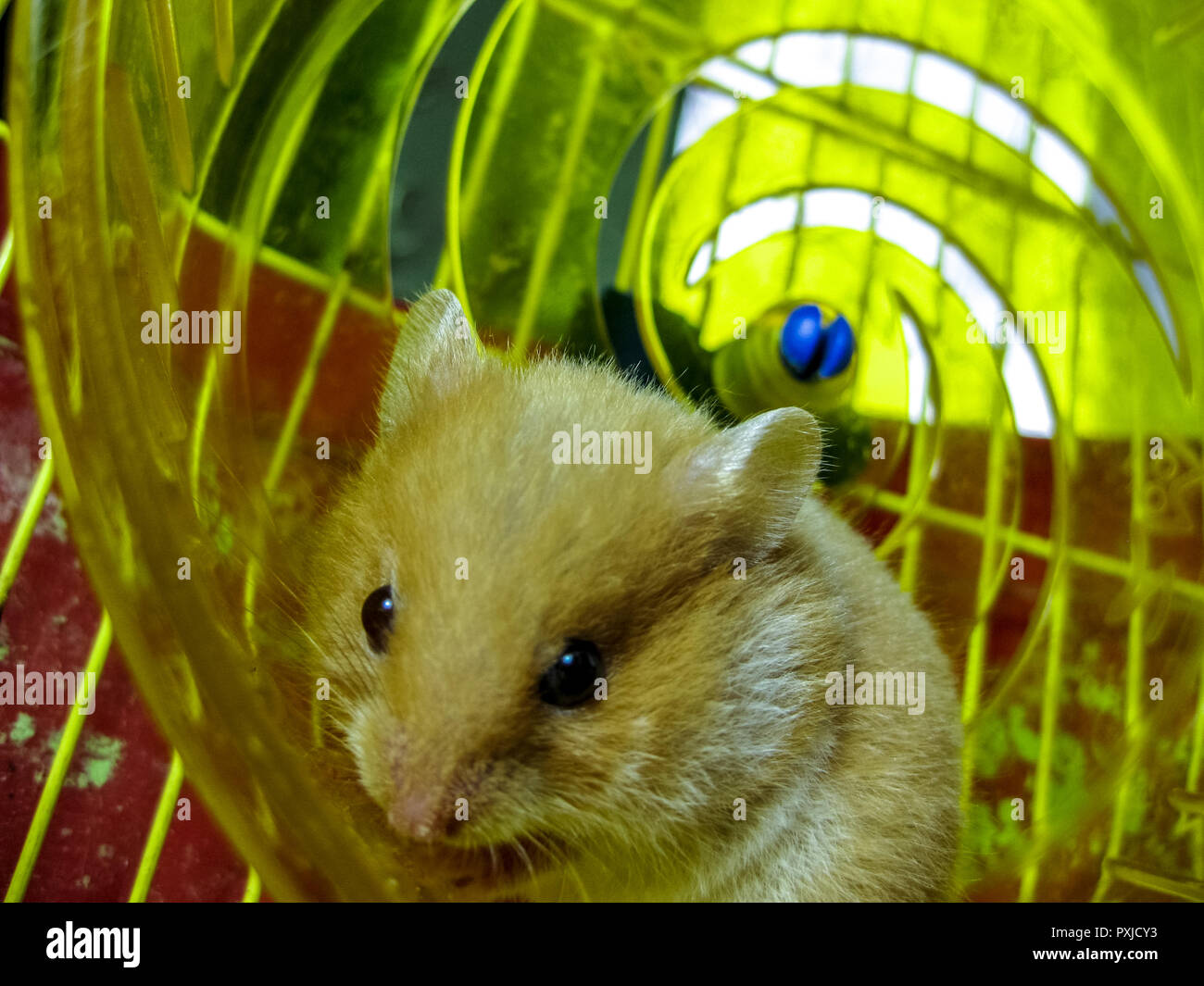 Hamster home in keeping in captivity. Hamster running wheel. Red ...