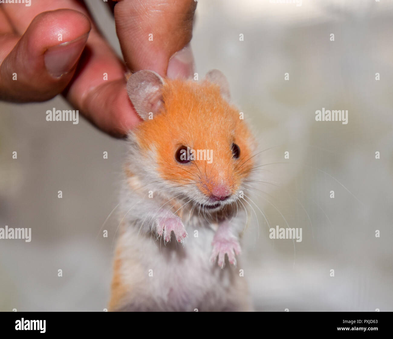 Hamster held hi-res stock photography and images - Alamy