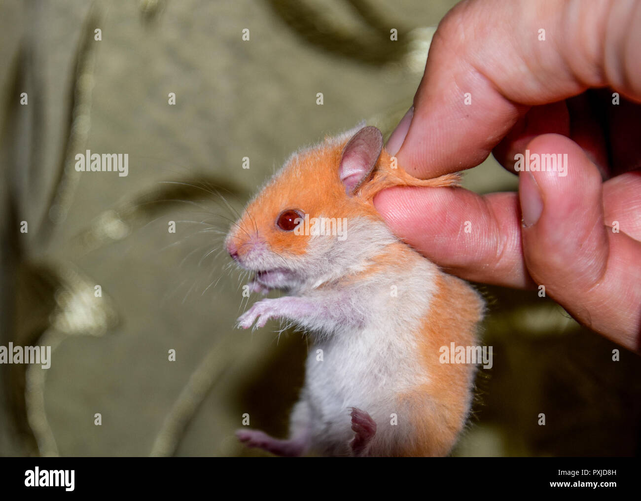 Hamster held hi-res stock photography and images - Alamy