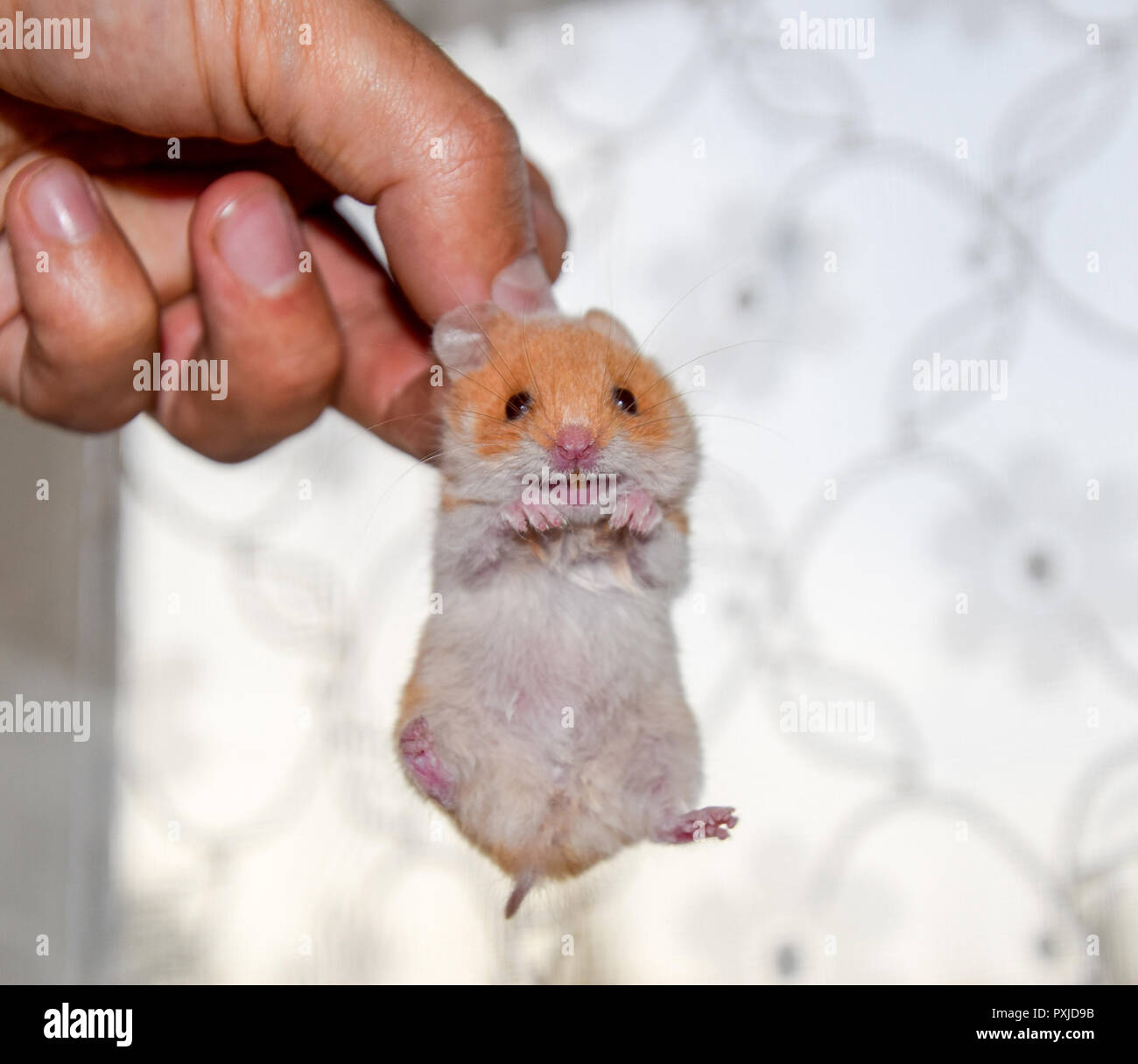 Hamster held hi-res stock photography and images - Alamy