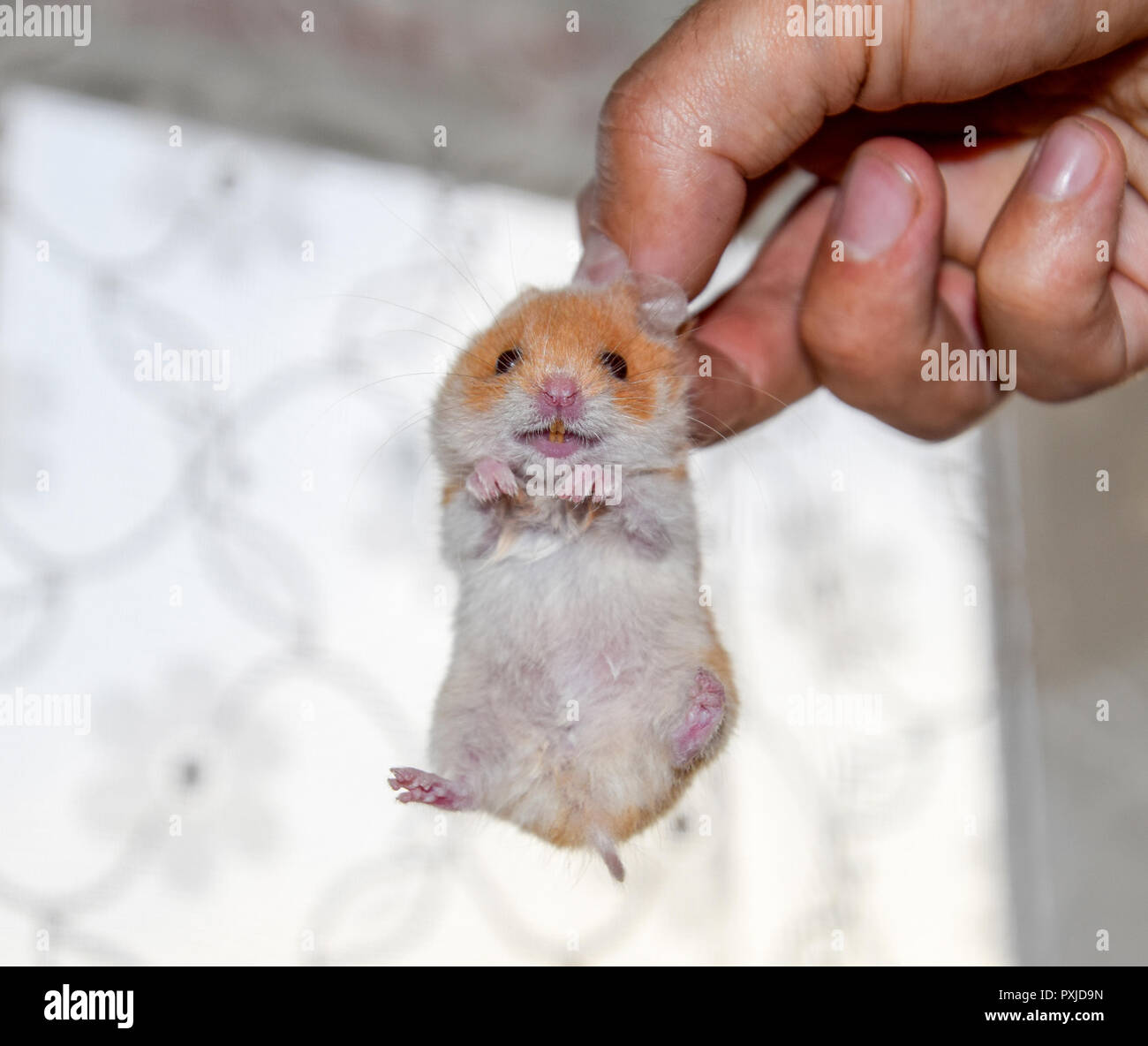 Hamster held hi-res stock photography and images - Alamy