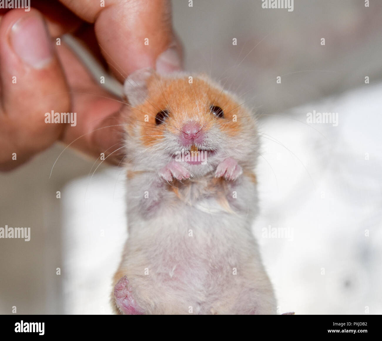 Hamster held hi-res stock photography and images - Alamy