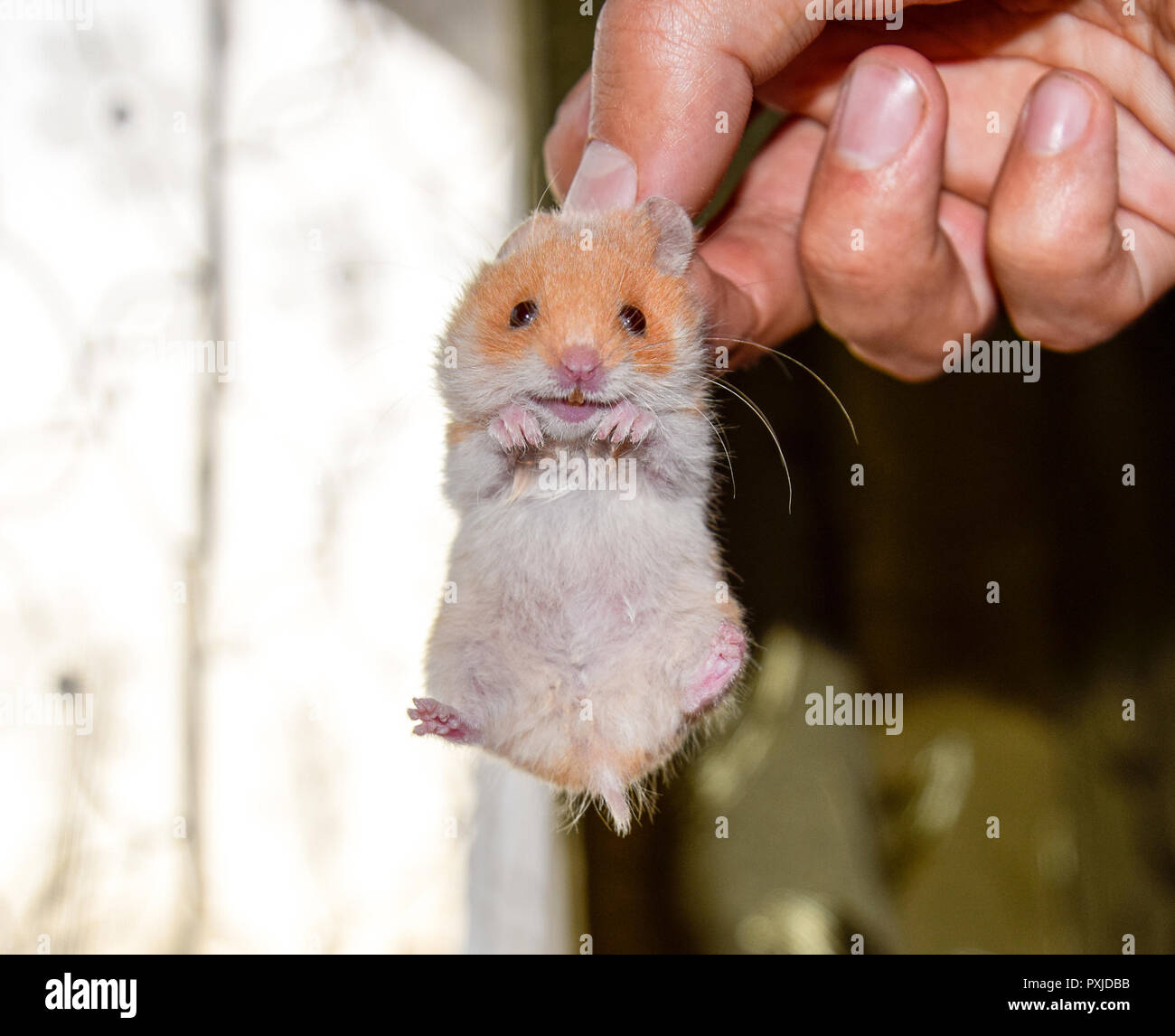 Hamsters activities hi-res stock photography and images - Alamy