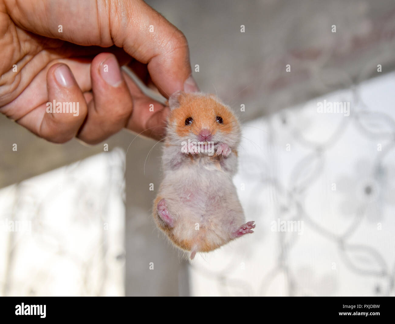 Hamster in hand. Hamster hold the scruff. Hamster held with fingers ...