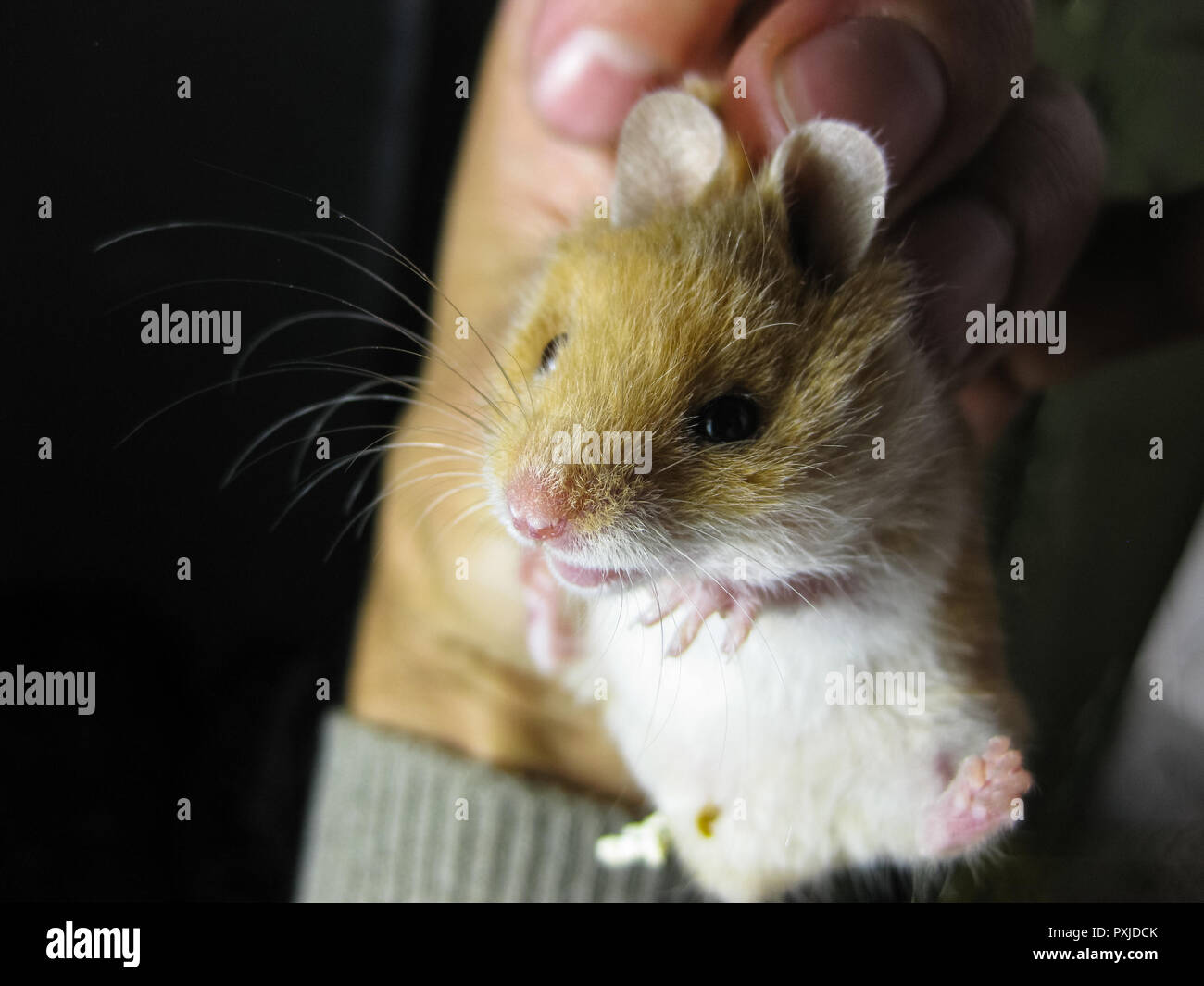 Hamster held hi-res stock photography and images - Alamy