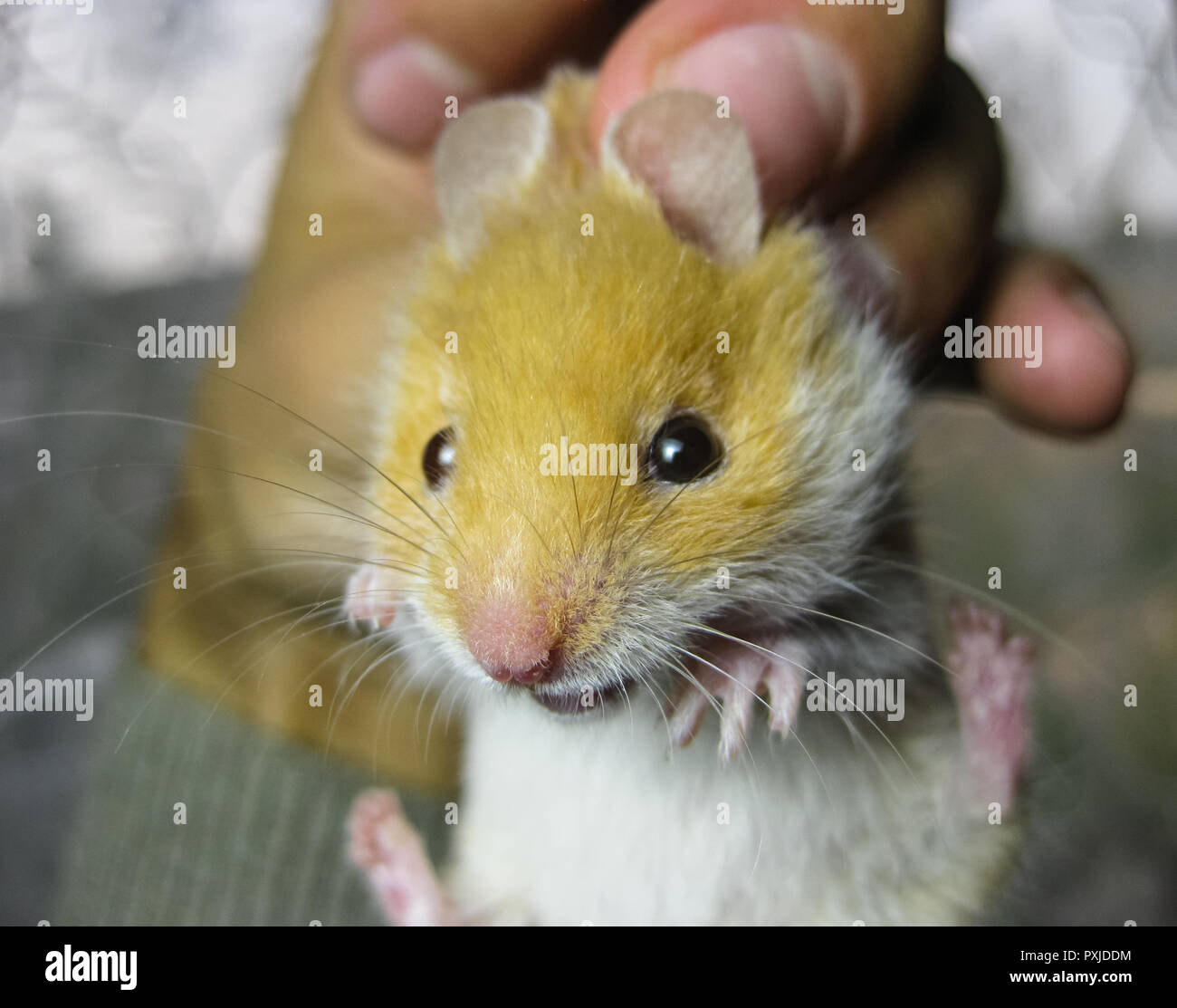 Hamster held hi-res stock photography and images - Alamy