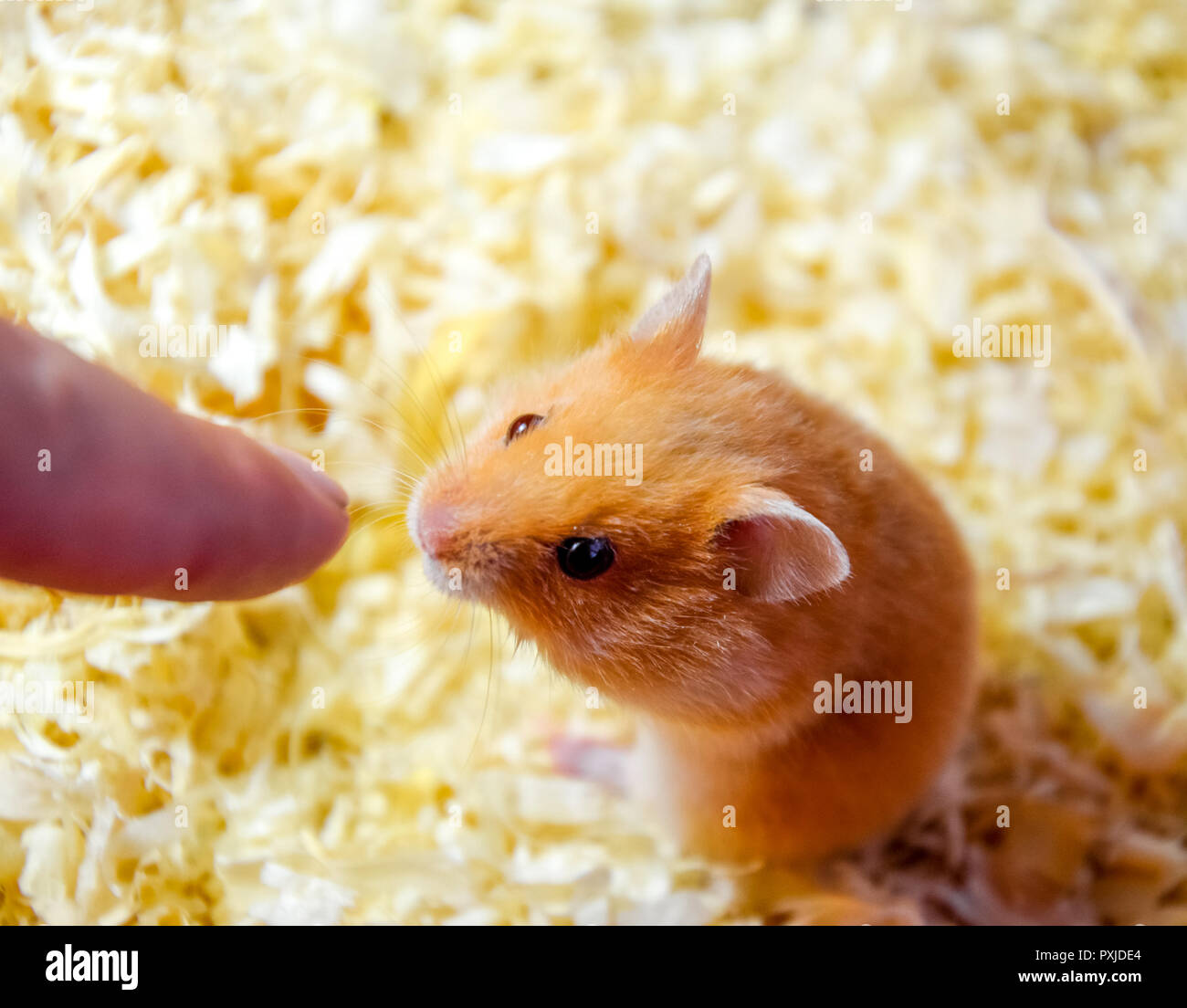 Hamster sniffing human finger Stock Photo - Alamy