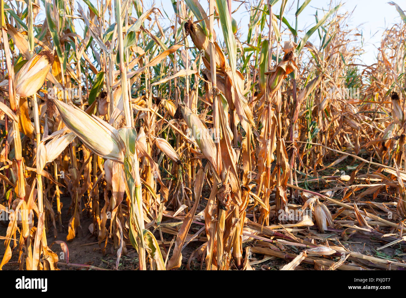 field which has grown and matured corn ,yellow and ripe and ready to ...