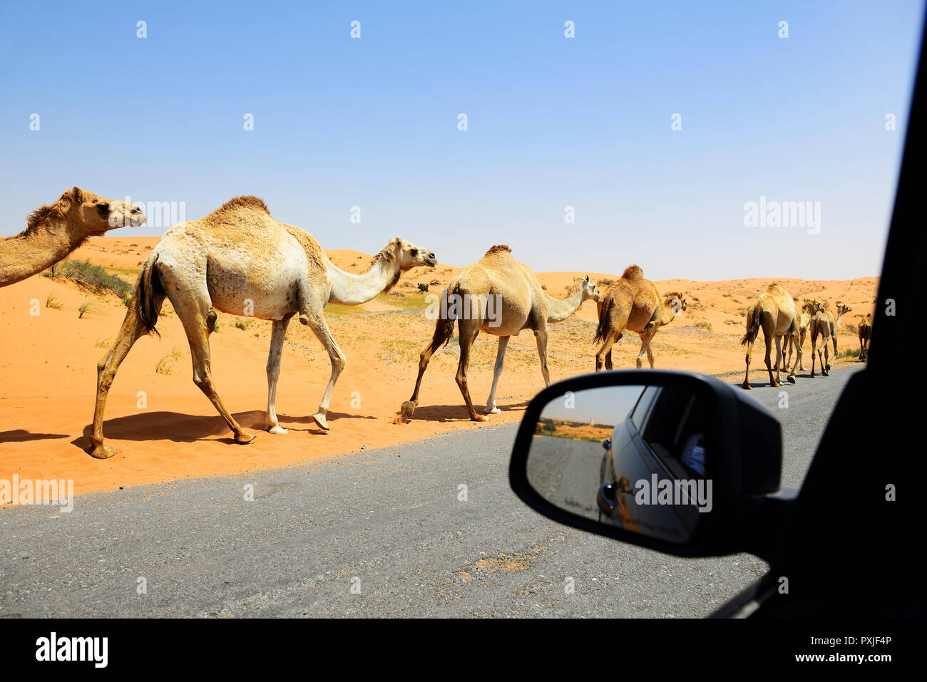 Camels cross the road, Ras al Khaimah, United Arab Emirates Stock Photo ...