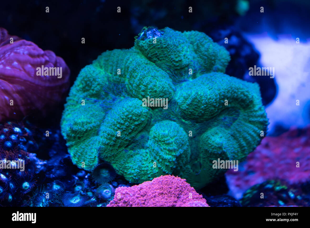 brain coral reef Stock Photo - Alamy