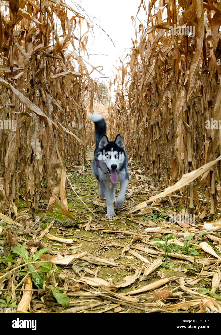 siberian husky runs on a corn field Stock Photo - Alamy