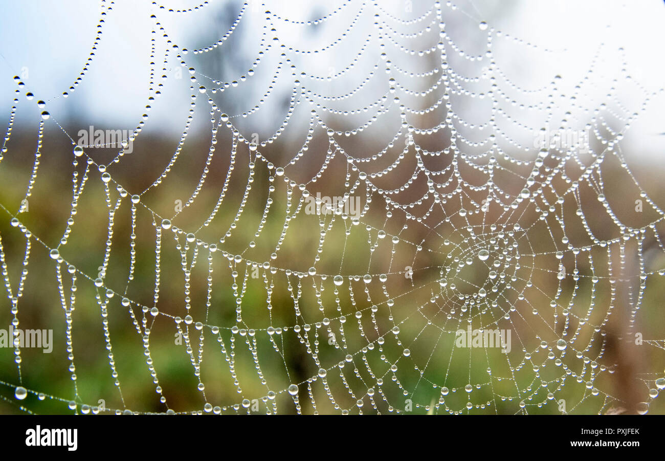 spider web with water drops Stock Photo - Alamy