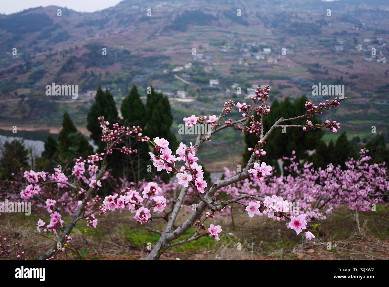 Chengdu, China. 23rd Oct, 2018. Chengdu, CHINA-Peach blossoms at ...