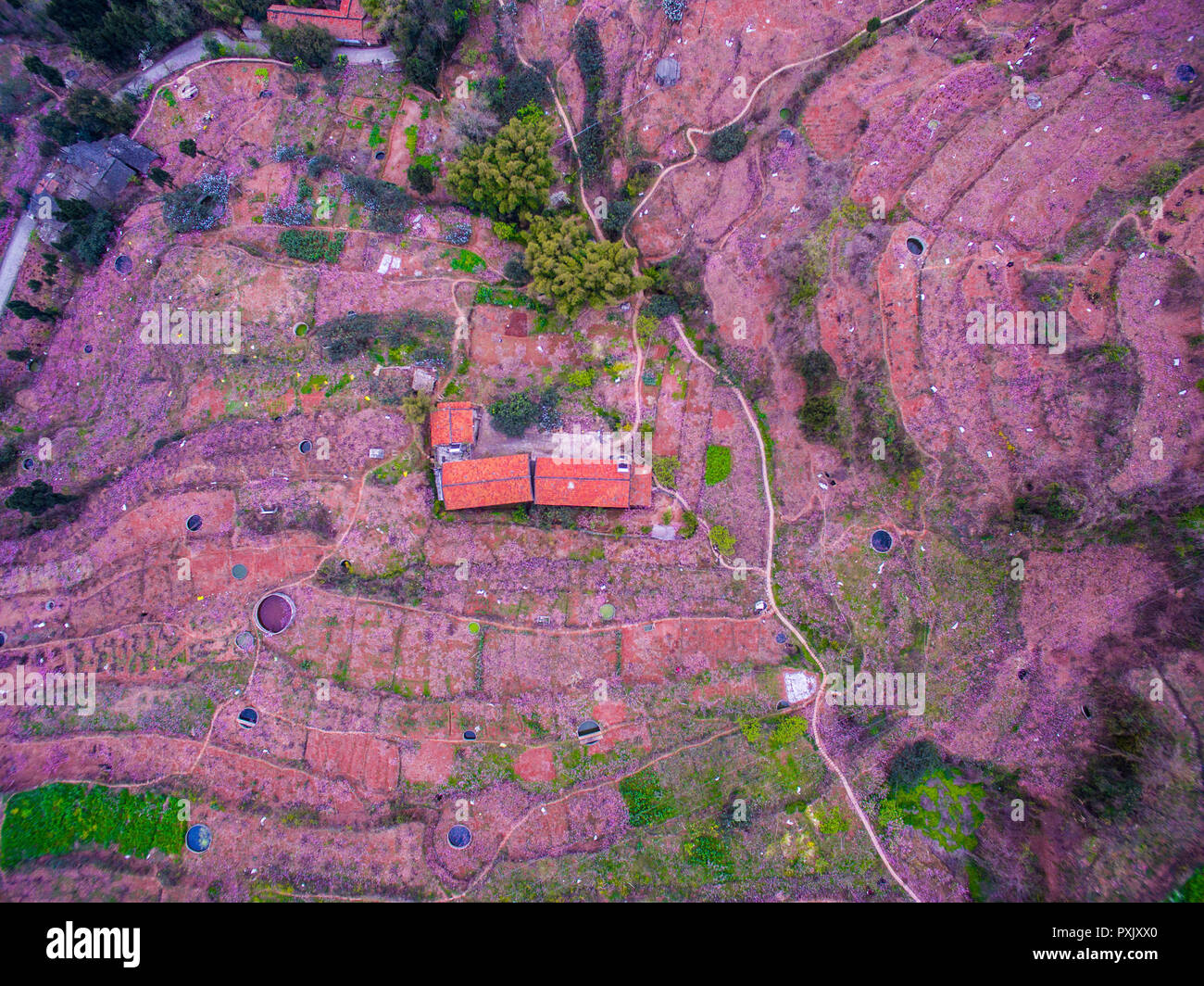 Chengdu, China. 23rd Oct, 2018. Chengdu, CHINA-Peach blossoms at ...