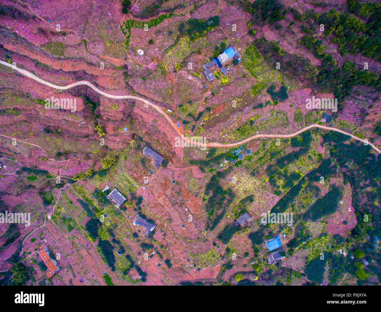 Chengdu, China. 23rd Oct, 2018. Chengdu, CHINA-Peach blossoms at ...
