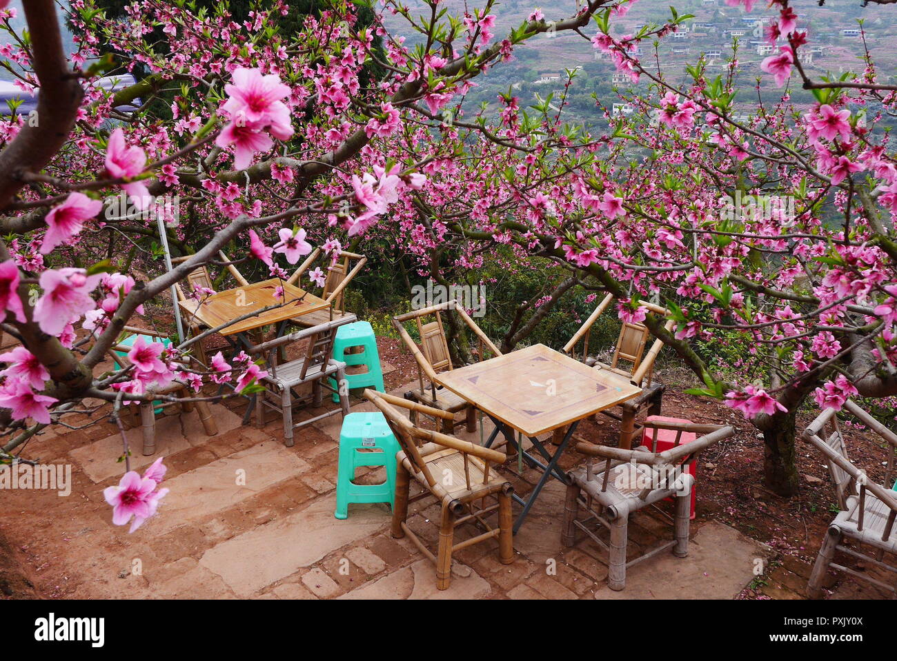 Chengdu, China. 23rd Oct, 2018. Chengdu, CHINA-Peach blossoms at ...