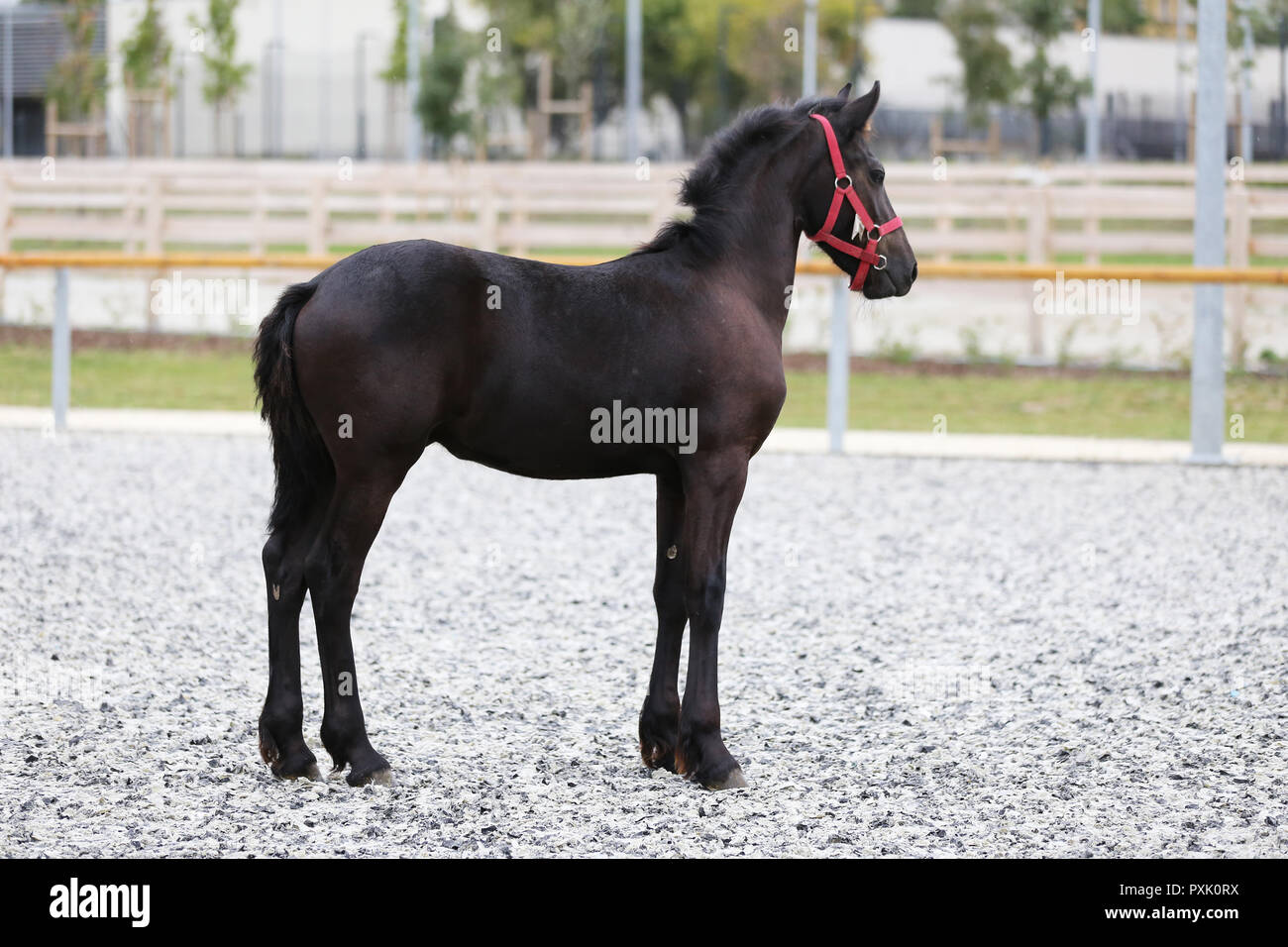 Belgian foal hi-res stock photography and images - Alamy