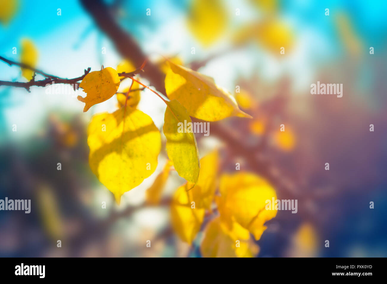 Autumn leaf nature background. Yellow leaves on tree Stock Photo - Alamy