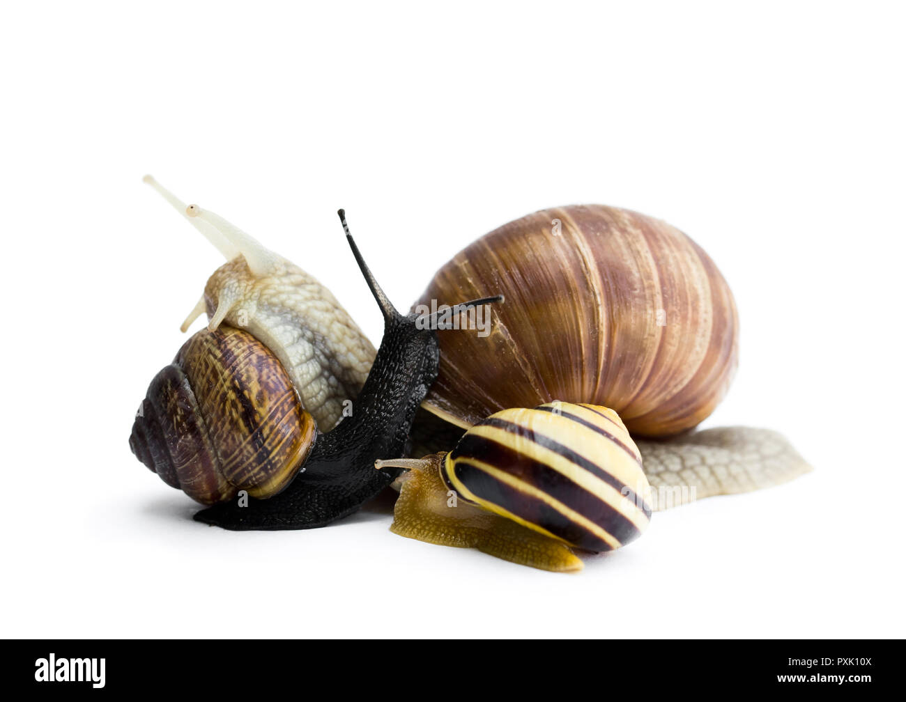 Garden snails isolated on white Stock Photo - Alamy
