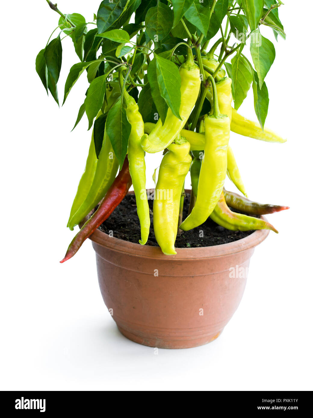 Spicy red and green pepper plant in the pot isolated on white Stock ...