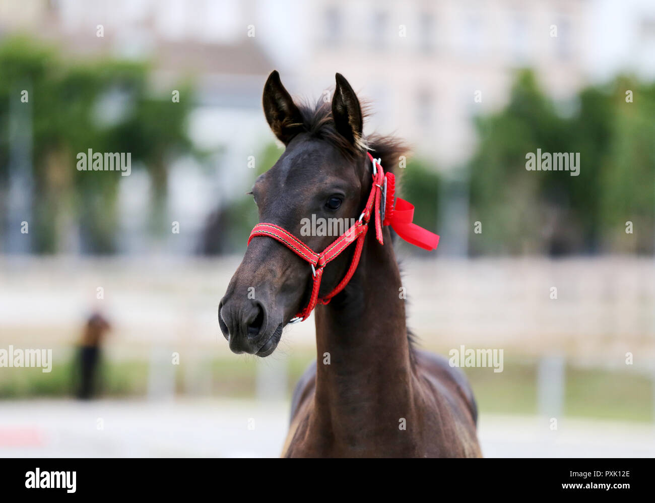 Headshot closeup of a few month old purebred friesian foal Stock Photo ...