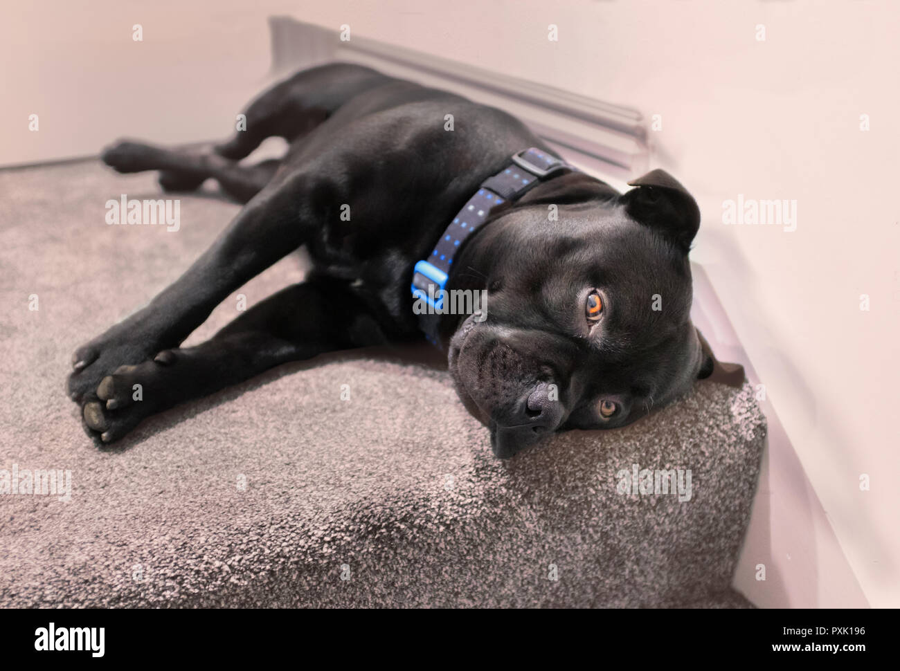 Grey staffordshire bull terrier hi-res stock photography and images - Alamy
