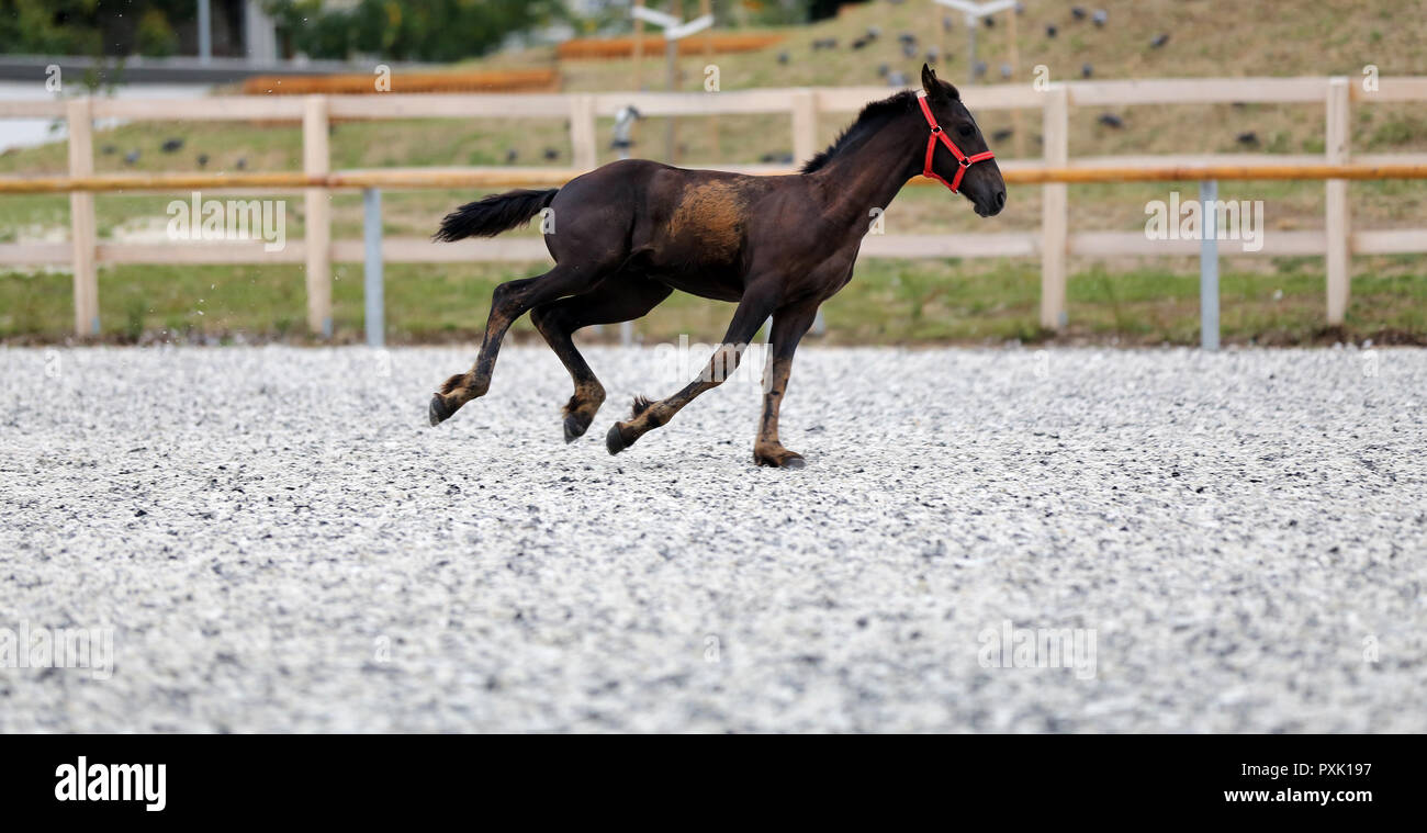 Photo of a friesian black colored foal with halter open air Stock Photo ...