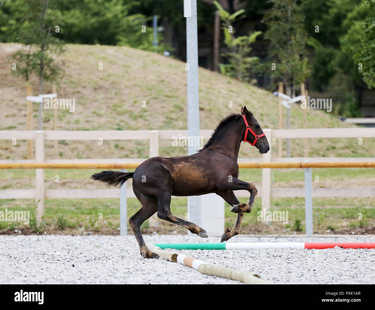 Photo of a friesian black colored foal with halter open air Stock Photo ...