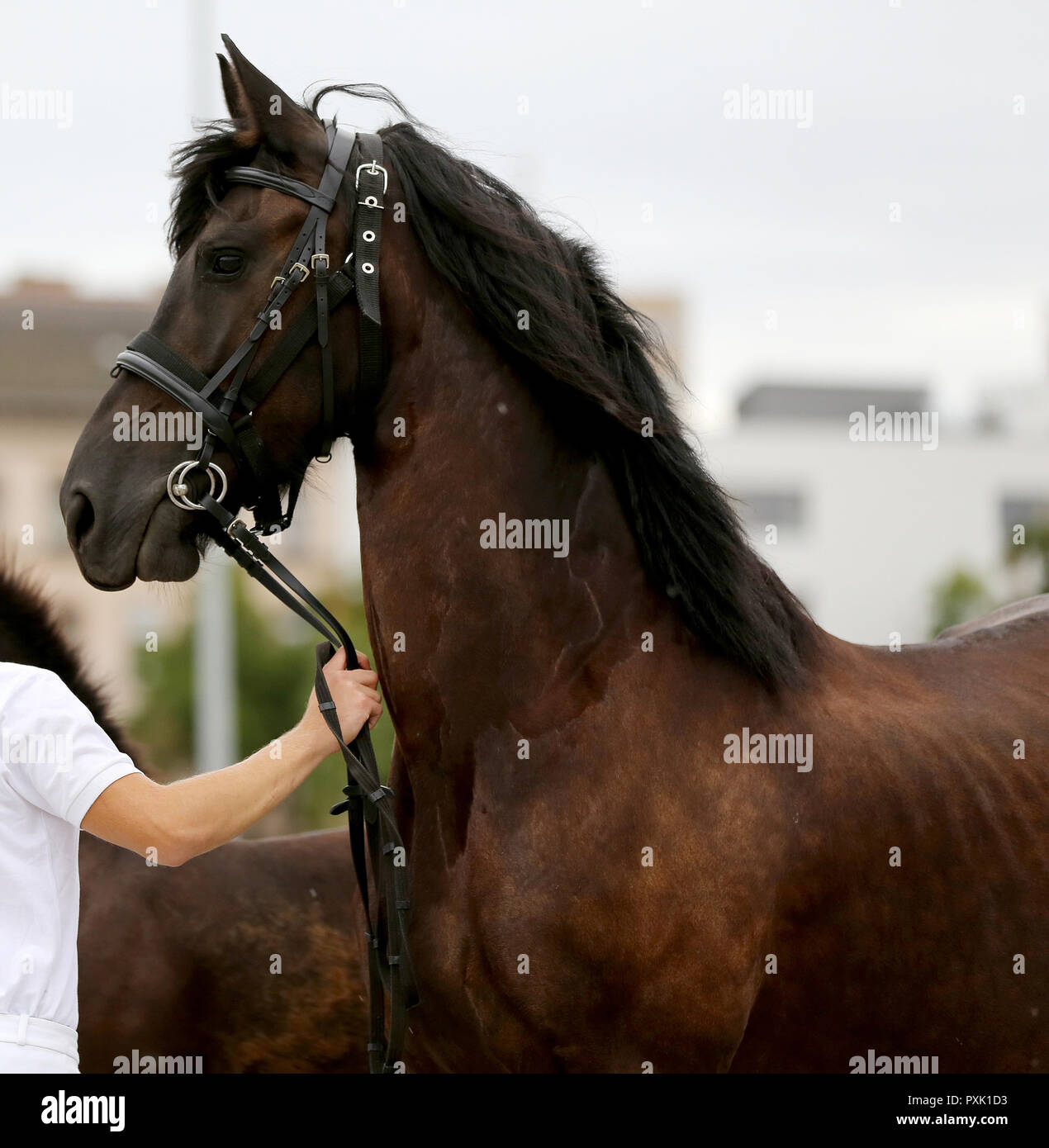 Headshot portrait of a friesian black horse with halter Stock Photo - Alamy