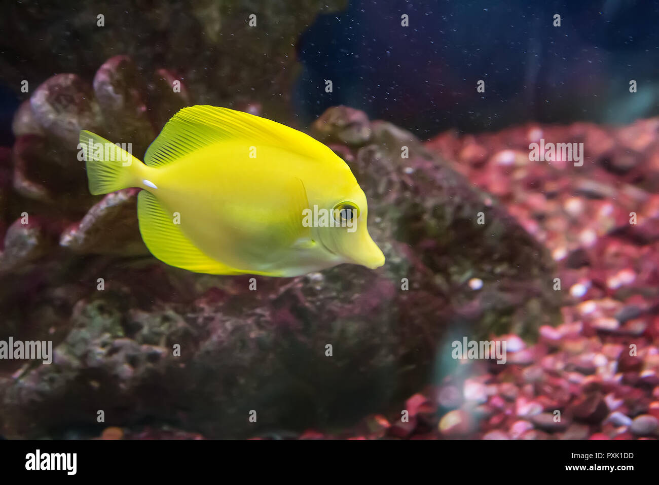 Yellow tropical fish hi-res stock photography and images - Alamy