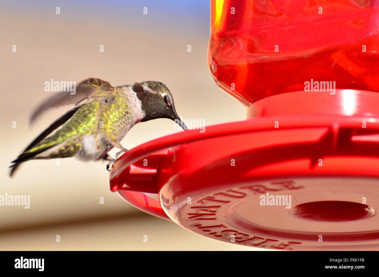 Animal word hi-res stock photography and images - Alamy