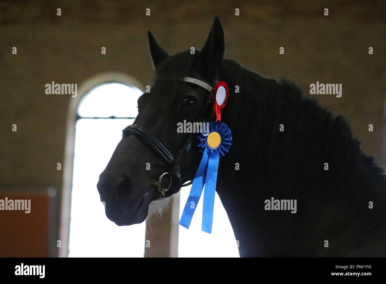 Headshot closeup of a purebred award winer friesian stallion Stock ...
