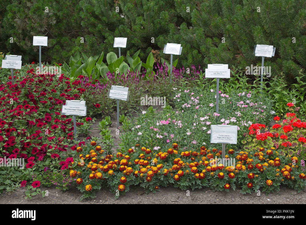 Award flower hi-res stock photography and images - Alamy