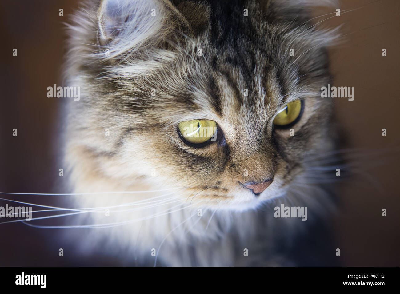 Head of beautiful adult cat close-up Stock Photo - Alamy