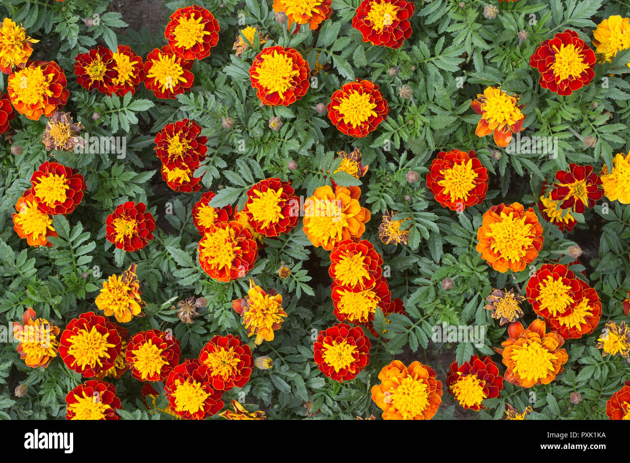 Garden Marigolds High Resolution Stock Photography and Images - Alamy