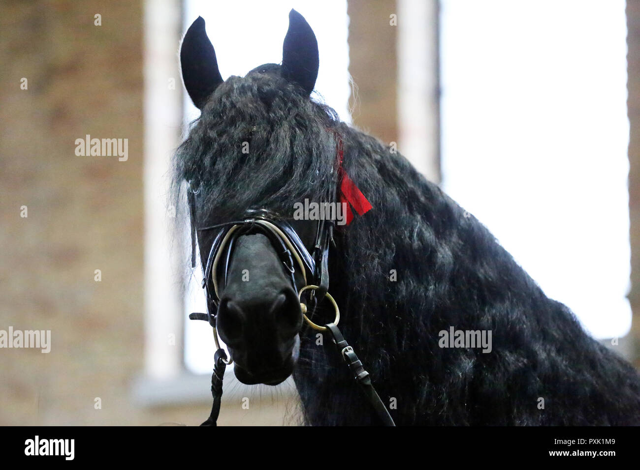 Headshot closeup of a purebred award winer friesian stallion Stock ...