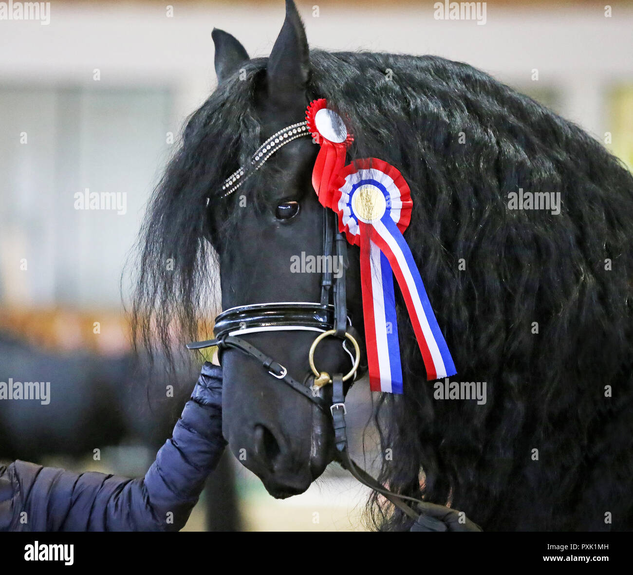 Headshot closeup of a purebred award winer friesian stallion Stock ...