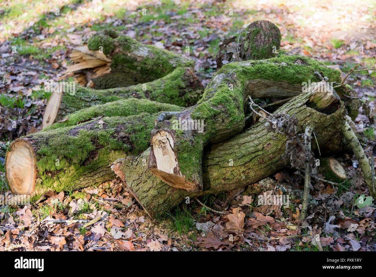 Logs in the forrest - Savernake Forest - England's larger forest ...