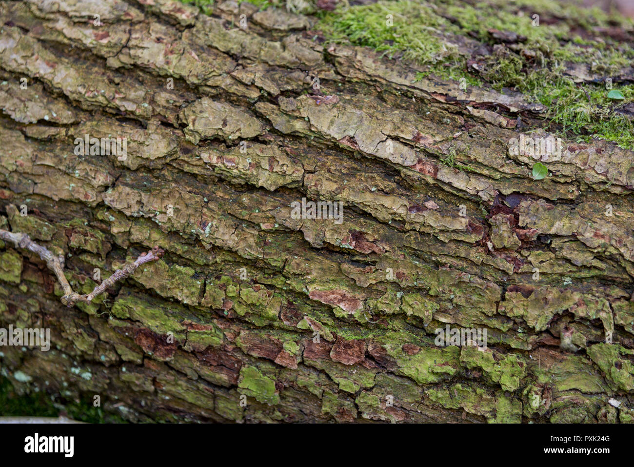 Logs in the forrest - Savernake Forest - England's larger forest ...
