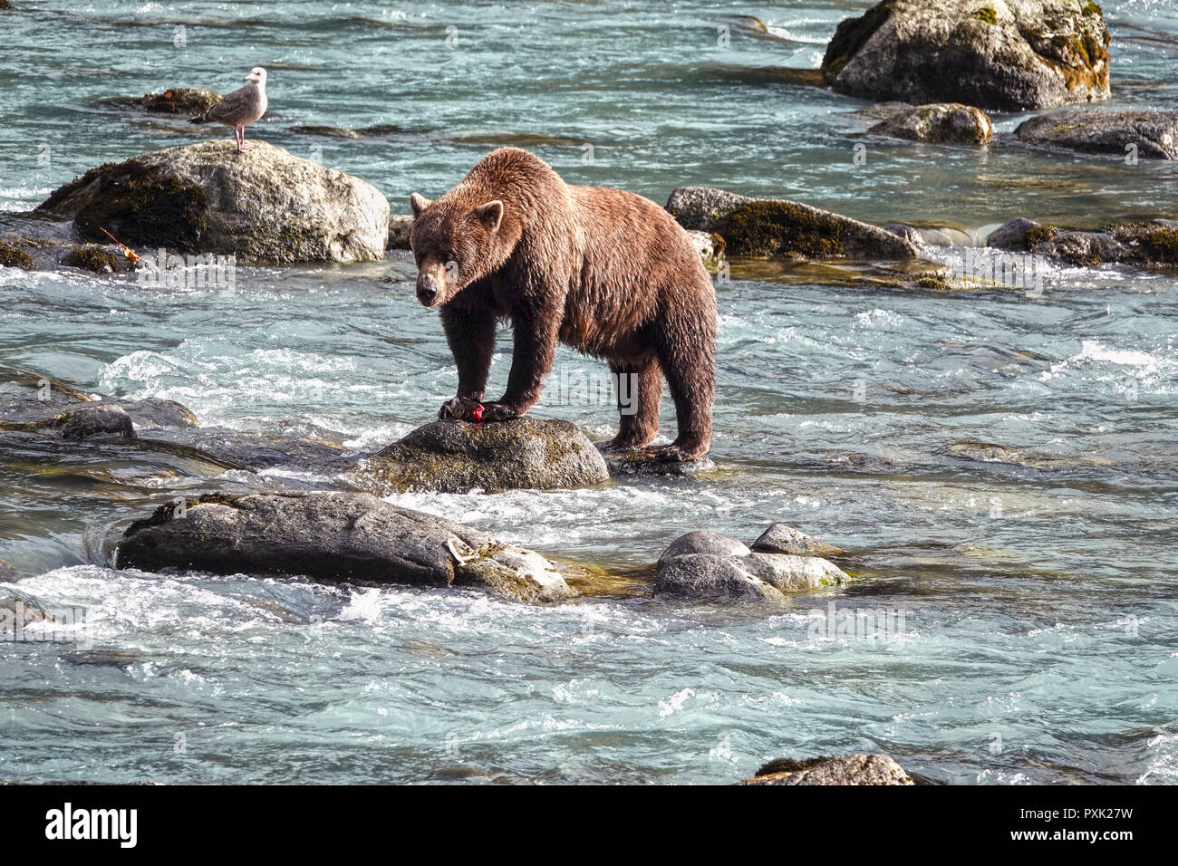 Grizzly Bear Hunting High Resolution Stock Photography and Images - Alamy